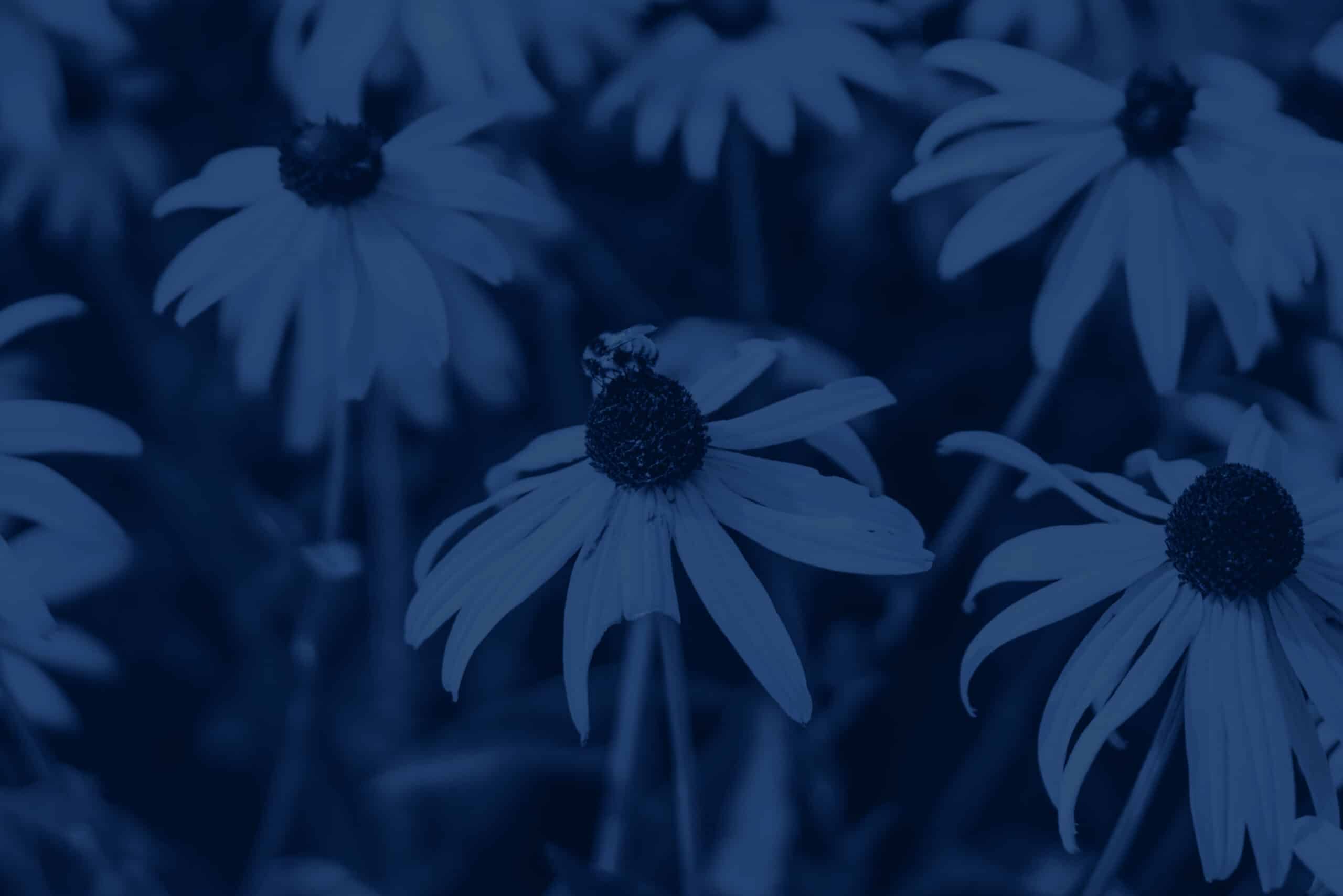 Our Team - Hively Health | Psychologists, Social Workers & PBS ...