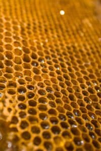 Psychology, Behaviour Support, & Social Work - Hively Health